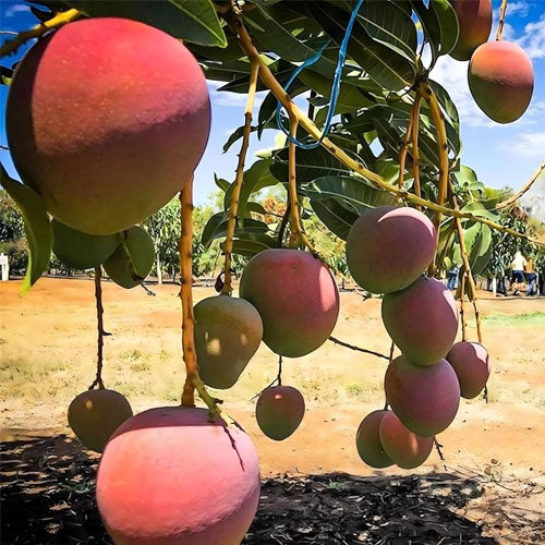 R2E2 Mango Grafted Fruit Plant – Green Hut Eco Farm